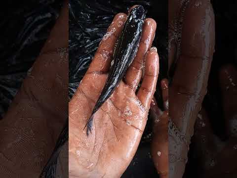 Murrel Fish Seed - Wholesale Price & Mandi Rate for Mudfish seed