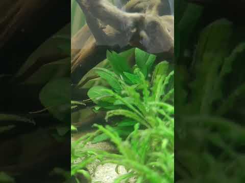 Aquarium Timelapse #aquarium #breedingtank #fishaquarium #fish #freshwatertank #killifish #tropical