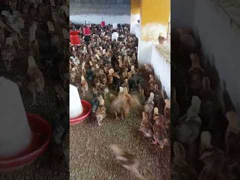 Vanaraja Chicks - Wholesale Price & Mandi Rate for Vanaraja Multi ...