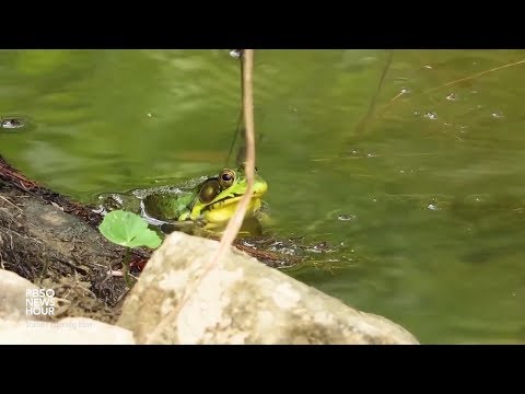 Frogwatch USA: citizen scientists monitor local frog populations