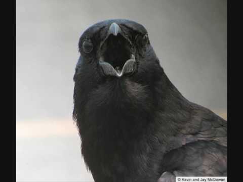 Oedipus Crow