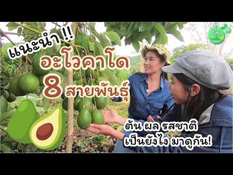 สวนอะโวคาโด EP.1 แนะนำ "อะโวคาโด 8 สายพันธุ์" : ลุยทุกไร่ ไปทุกสวน