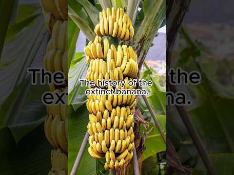 The history of the extinct banana + what it means for bananas today! More history facts on our site.