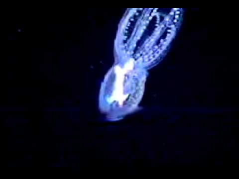 Cephalopod video: Vitreledonella richardi
