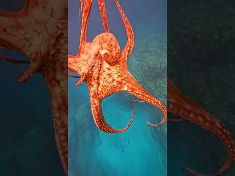 Enchanting Underwater Symphony: Discover the World of Beautiful Sea Life #youtube #youtubeshorts