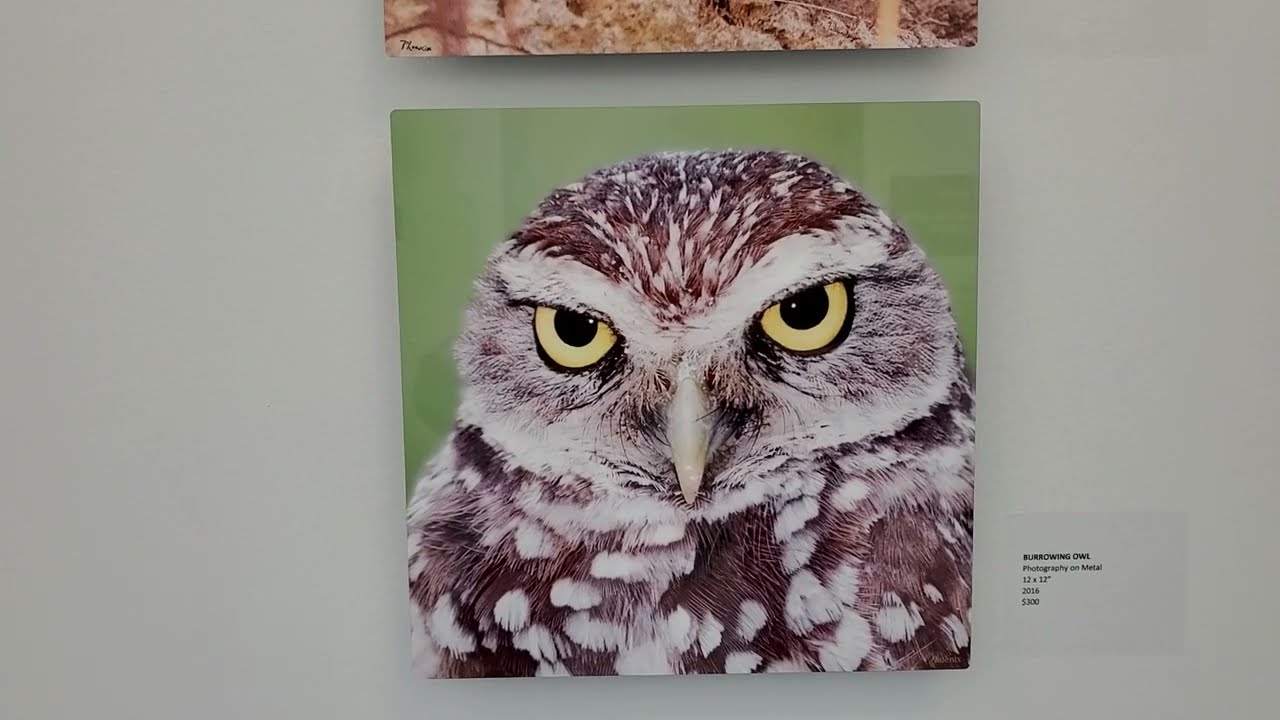 Exhibit by Phoenix at Pompano Beach Cultural Center - Gallery 3