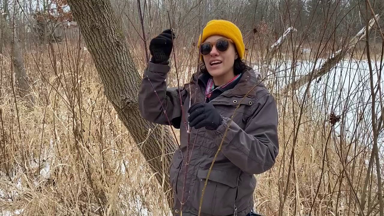 Winter Tree Identification 2021