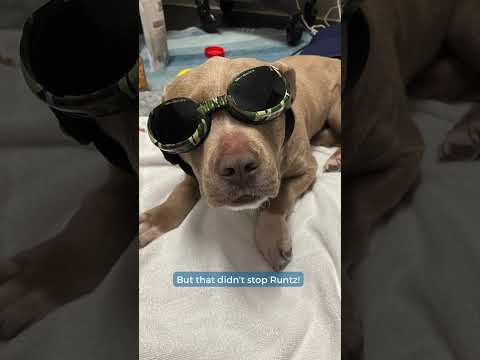 A Runtz Happy Tails! How fostering has helped this dog find its home 🏠