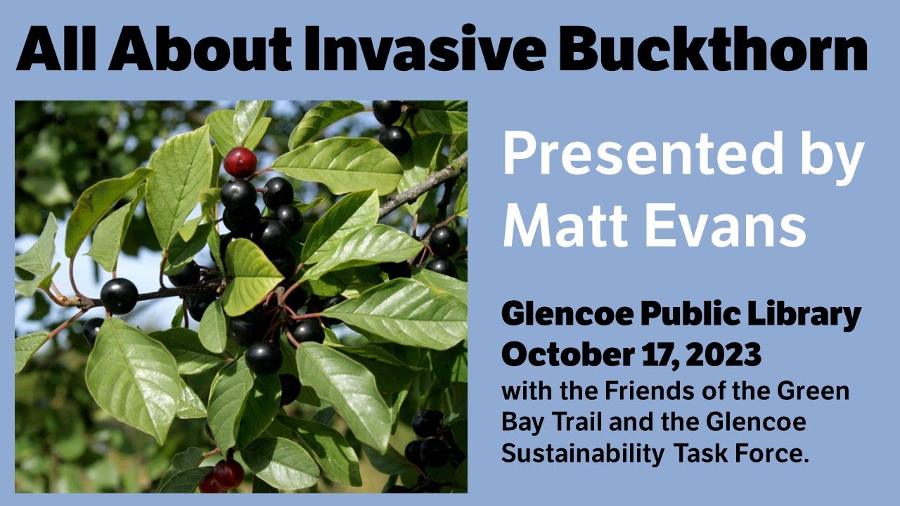 All About Invasive Buckthorn