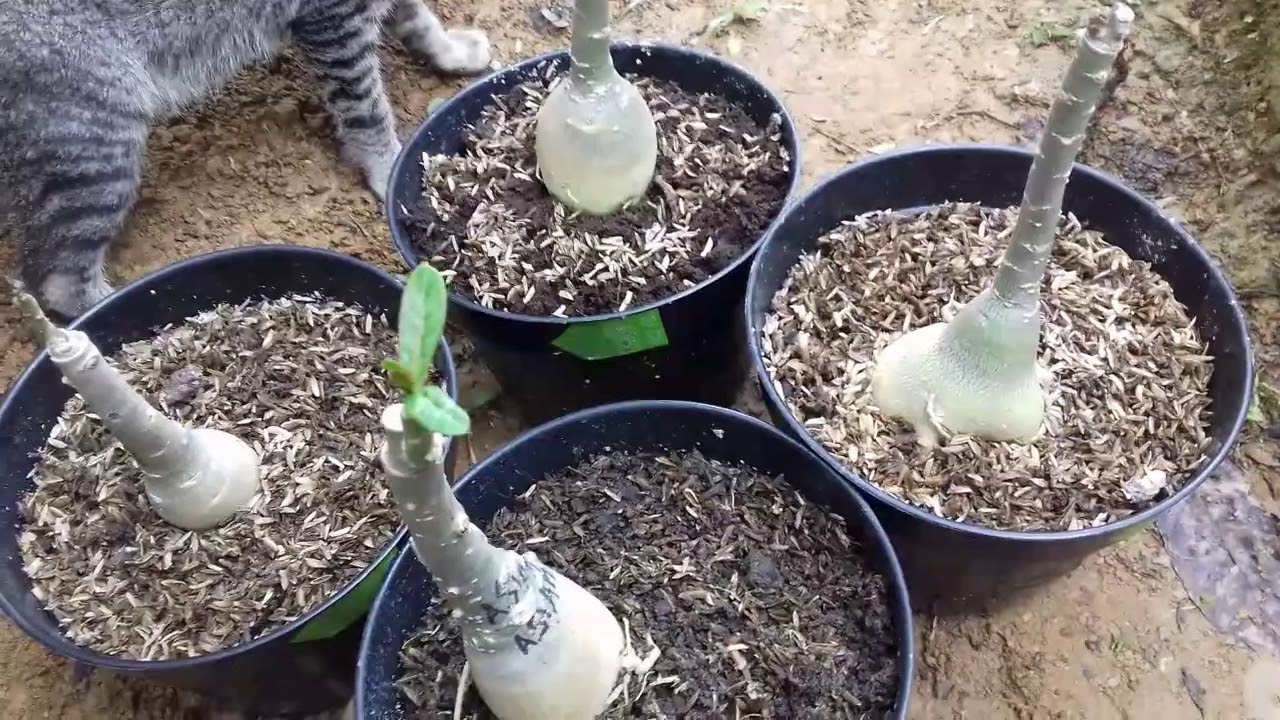 Beli ONLINE ADENIUM di SHOPEE || adenium kamboja bunga tumpuk