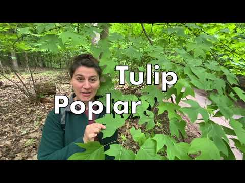 Crash Course in Deciduous Trees / Nature Bite