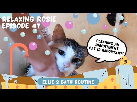 Ellie’s Bath Routine 🛁 | Bathing an Incontinent Cat with Love and Patience