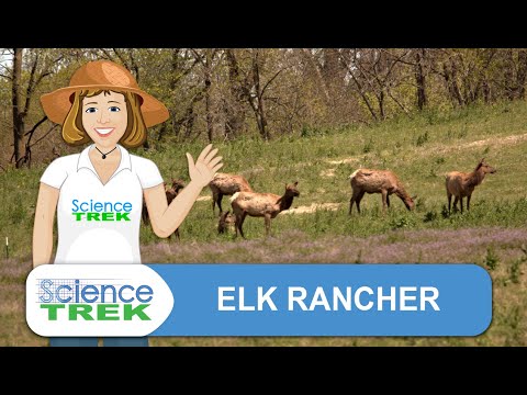 Elk: Elk Rancher | Science Trek