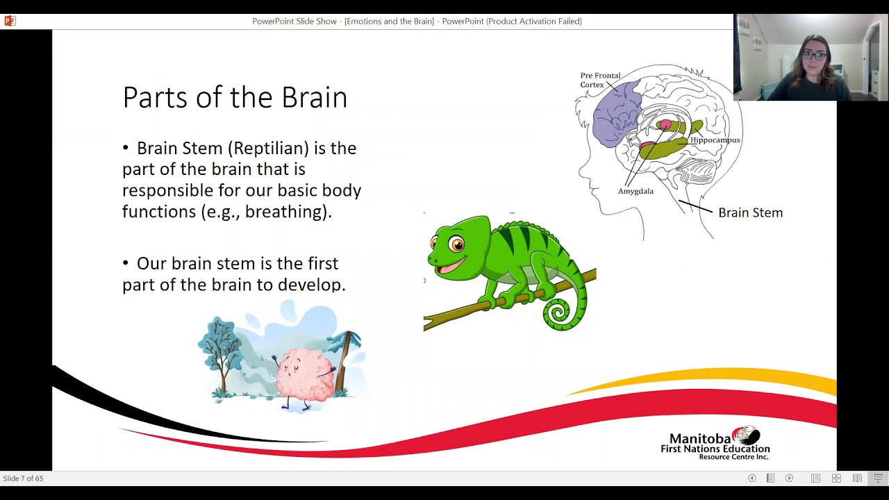 Emotions and the Brain   Part 1 Parts of the Brain