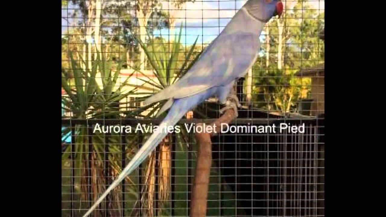 The Beauty of Indian Ringneck Parrots - Mutations-Colours