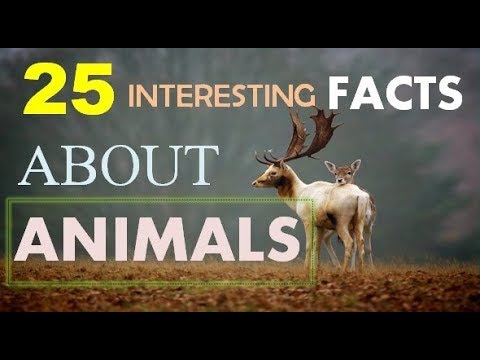 25 INTERESTING FACTS ABOUT ANIMALS