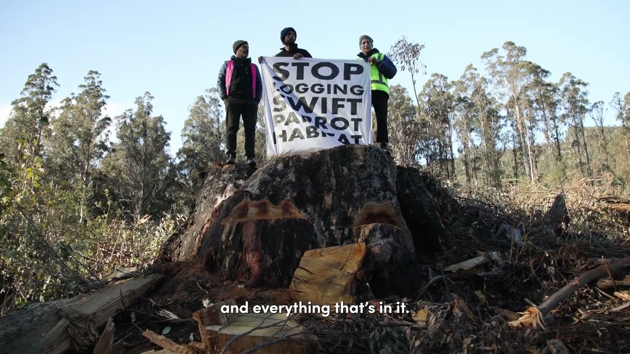 Anthony Houston — defending Swift Parrot forests