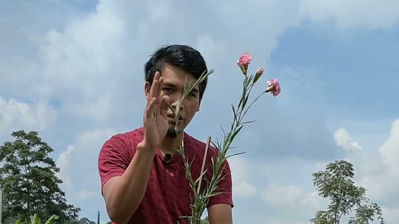 TIPS CARA MERAWAT BUNGA CARNATION