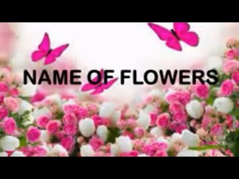 Learn Name Of Flowers With Pictures and Pronunciation in English (33 Names)| Aisha Jamil