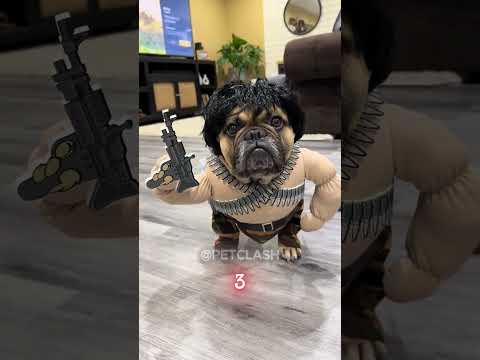 Top 3 Best Dog Costumes | Funniest & Cutest Pet Outfits! #dogcostumes #funnypets #petfashion
