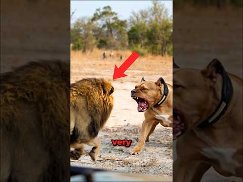 Lion VS Pitbull Meet in The Wild! #shorts