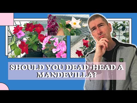 SHOULD YOU DEAD-HEAD A MANDEVILLA (DIPLADENIA) VINE?