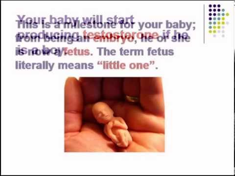 Pregnancy Pictures Month By Month | Pregnancy Month By Month | Diet During Pregnancy Month By Month