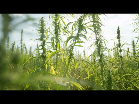 Can truck drivers use CBD? All you need to know about cannabis, hemp, testing and the clearinghouse