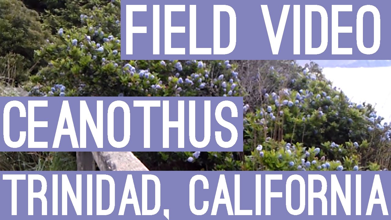 Vlog - Blue-Blossom Ceanothus, Trinidad State Beach, California, USA