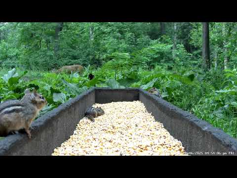 3 Chipmunks Chase Around the Feeder Until a Deer Walks By 🐿️🦌 Freeze! | Fernwood Hills