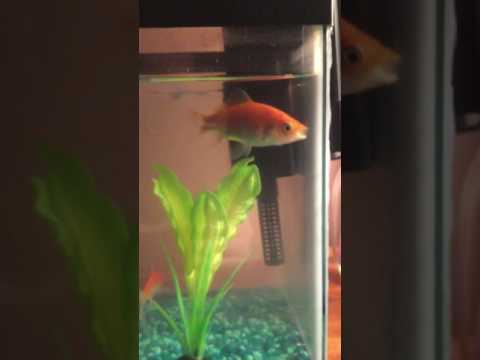 Gold fish making strange sounds....funny animal voiceover