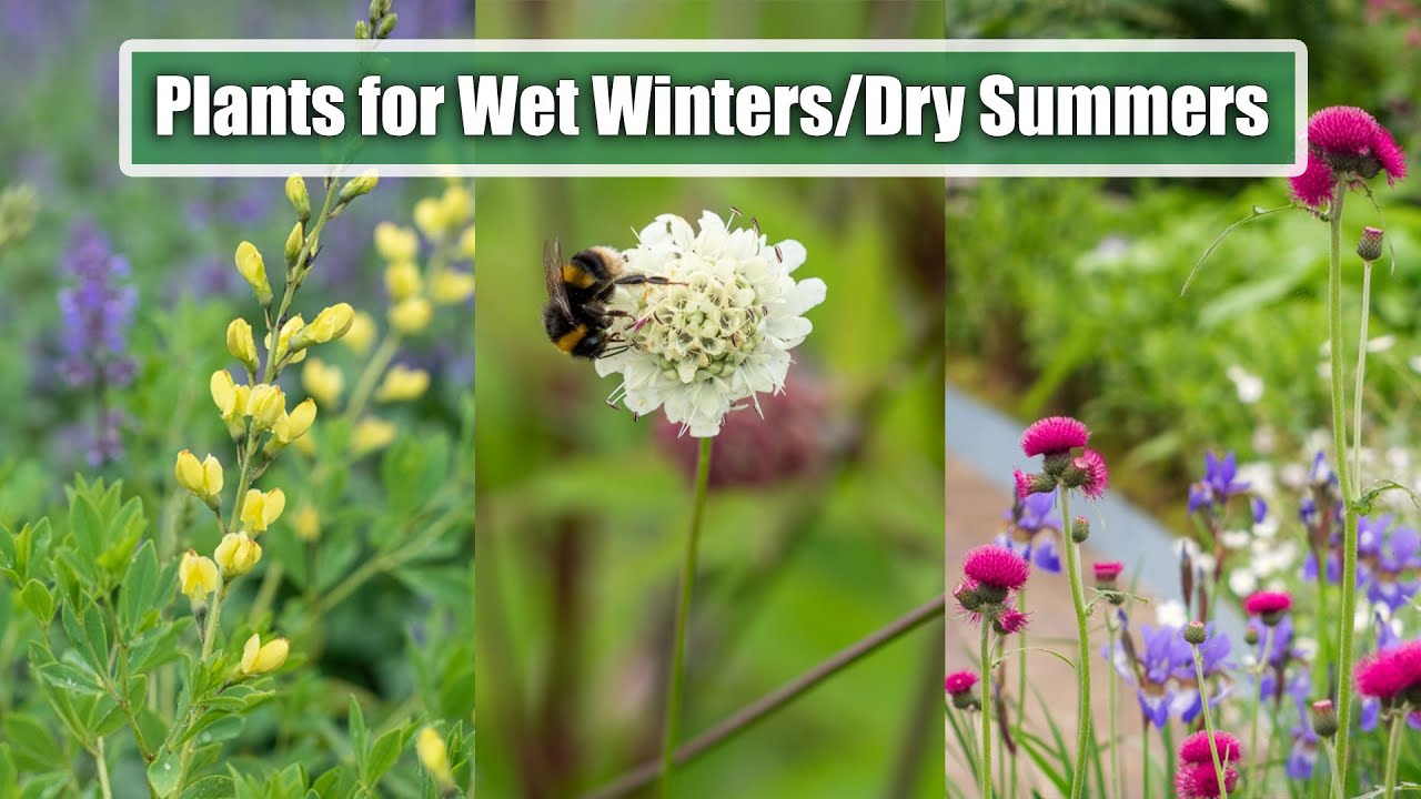 Perennials That Flourish in Wet Winters & Dry Summers!