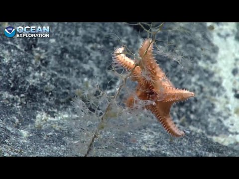EX2503 Dive 12 Unnamed Seamount 05 Extreme Western Papahānaumokuākea Apr 25 2025