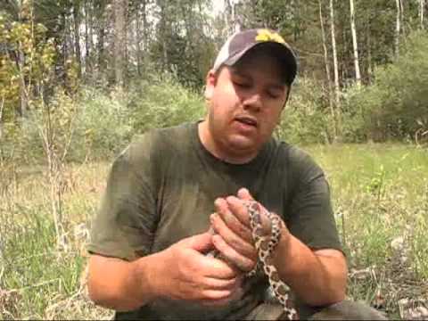 Eastern Milk Snake