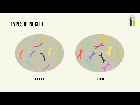 IGCSE Biology Revision - Part 14.2 - Chromosomes, Genes & Proteins