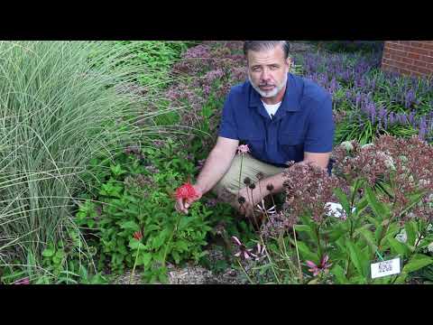 Red spider lily (Lycoris radiata) - Plant Identification