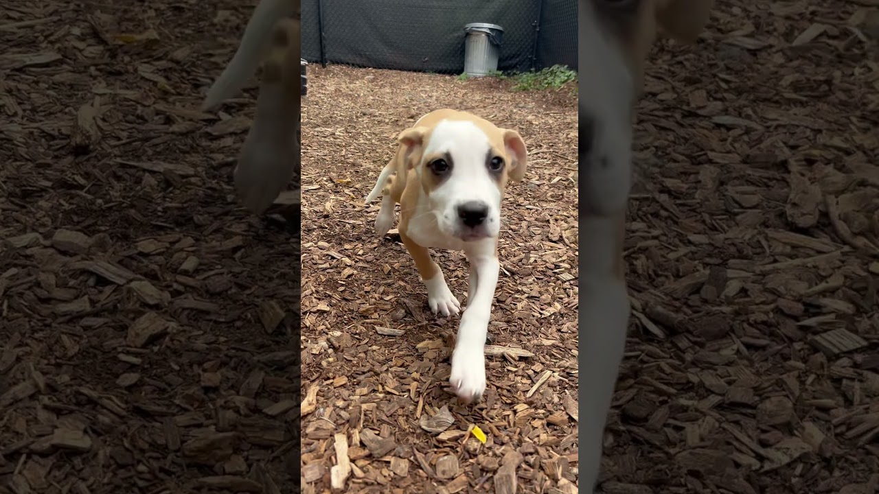 Come meet these adorable babies, this Saturday, 9/20 at the Family Fun & Pet Extravaganza!