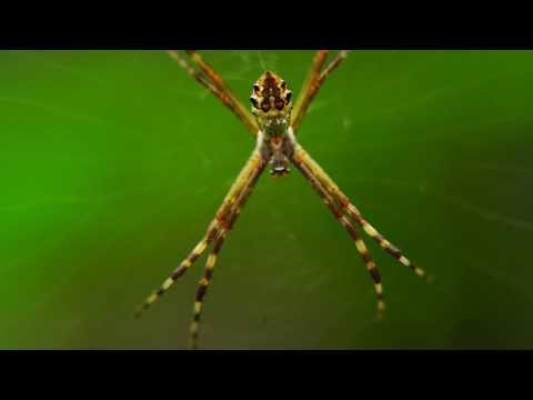 SONY A6300 + COMMLITE + CANON EF 100mm f/2.8L MACRO IS USM