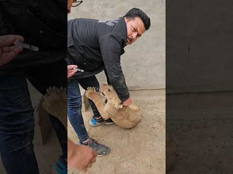 Dangerous Lion Cub Got his Medicine | Nouman Hassan |