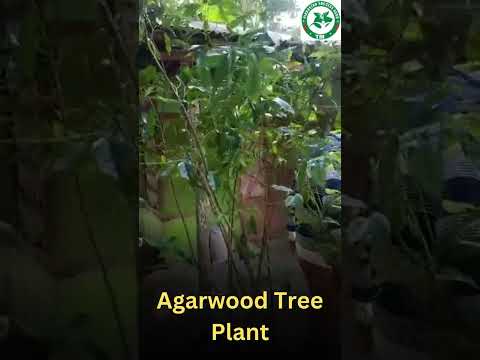 Agar Plant - Wholesale Price & Mandi Rate for Agar Plant in India