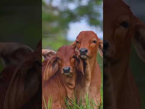 What Cows in Your Dreams REALLY Mean (Dream Symbolism Explained)
