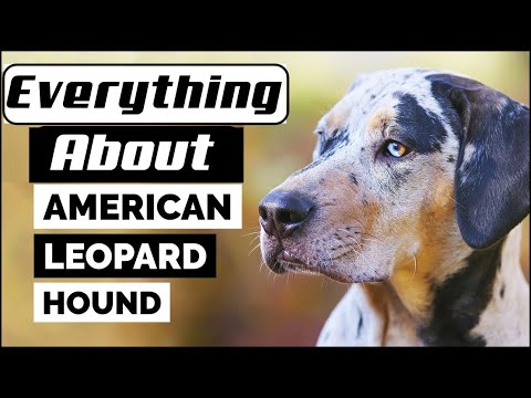 American Leopard Hound Dogs: The Smart Breed for Hunting | ( Dog Videos Pro)