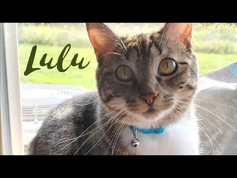 Mackerel Tabby Cat - Lulu
