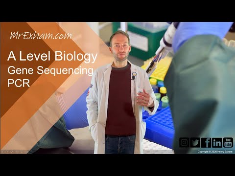 Genomes and PCR - A Level Biology