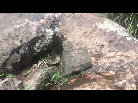 primary ecological succession
