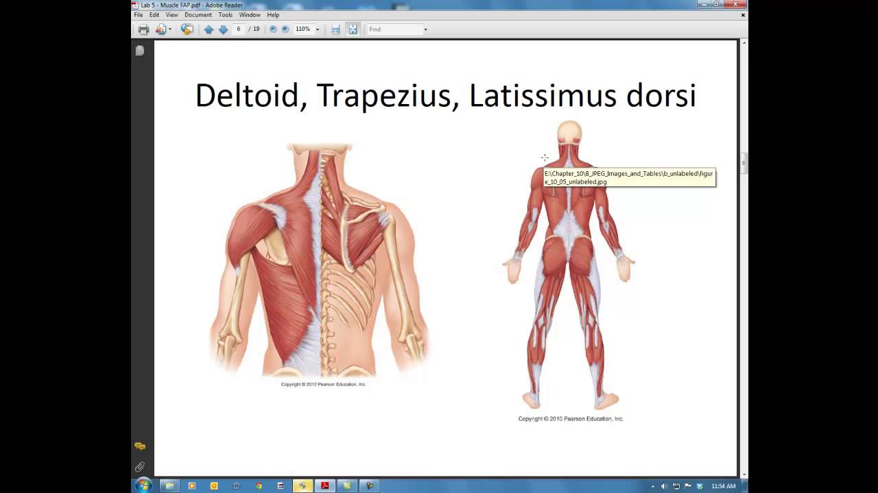 Lab 5 Muscular System Lab Video