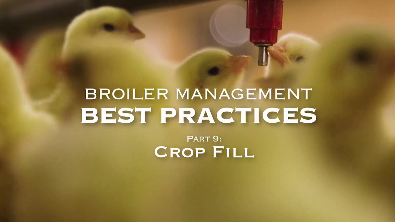 Broiler Management Best Practices: Crop Fill