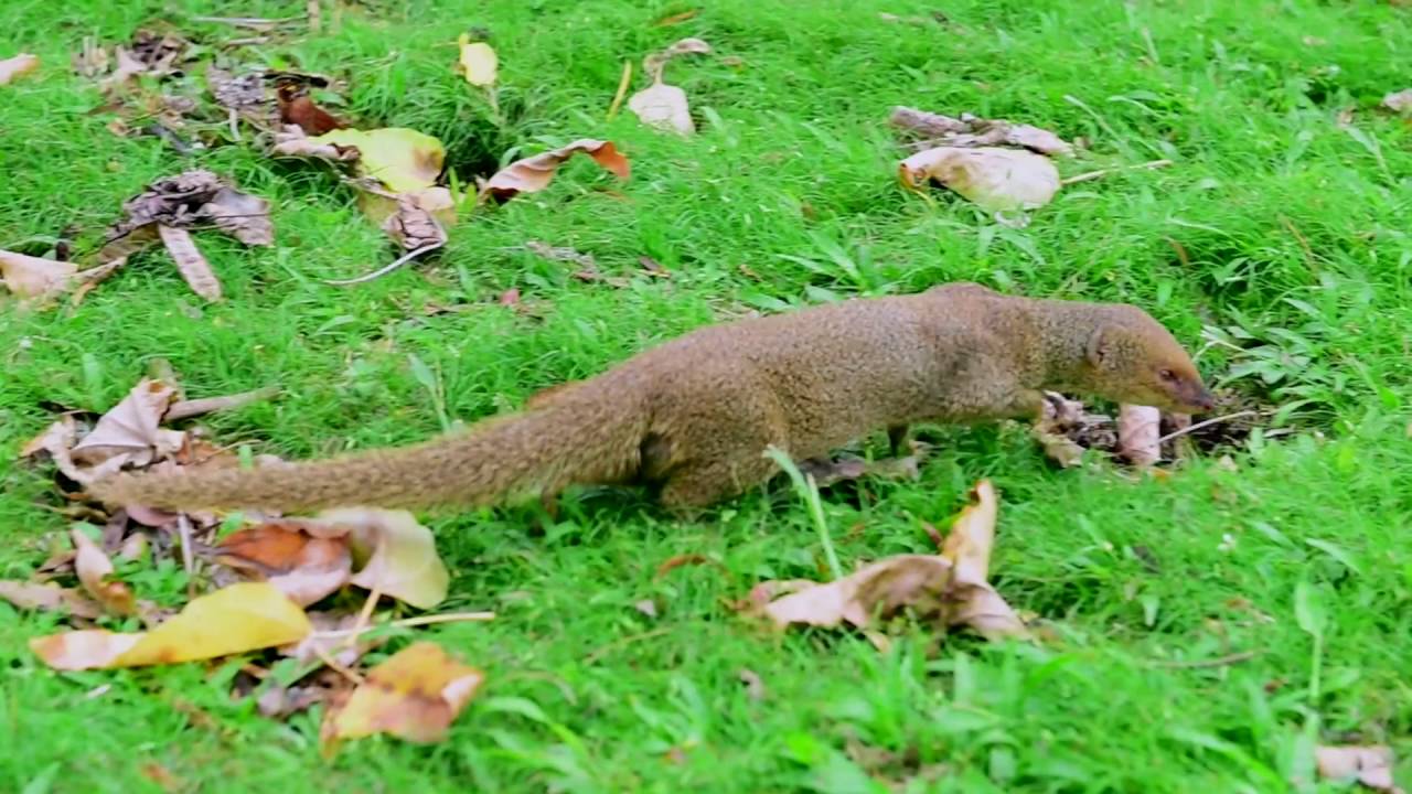 Hawaiian Mongoose
