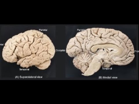 Major lobes and sulci of brain