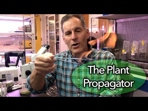 Aseptic technique in tissue culture